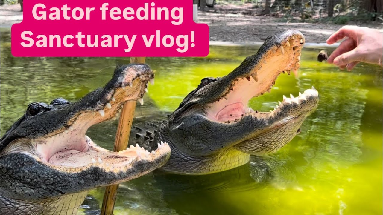 Gator feeding & sanctuary vlog! - YouTube
