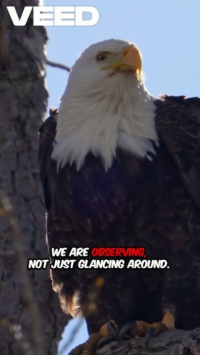 magnificent eagles - YouTube