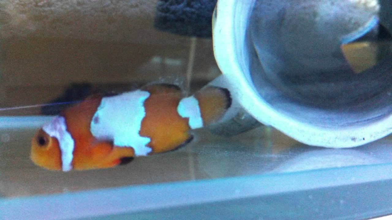 Black Ice Clownfish with Ich in Quarantine - YouTube