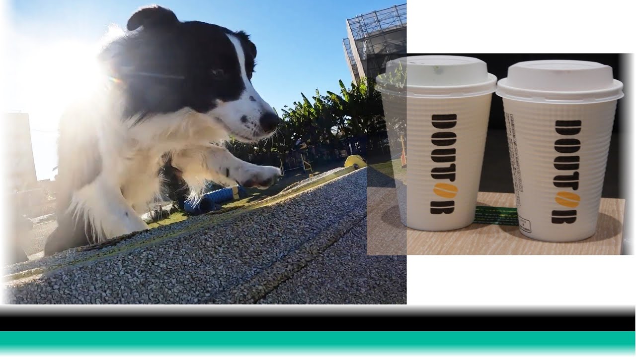 [ENG SUB] Stop leakage! (Drool supply dog) [Rescued Border Collie, 2nd ...