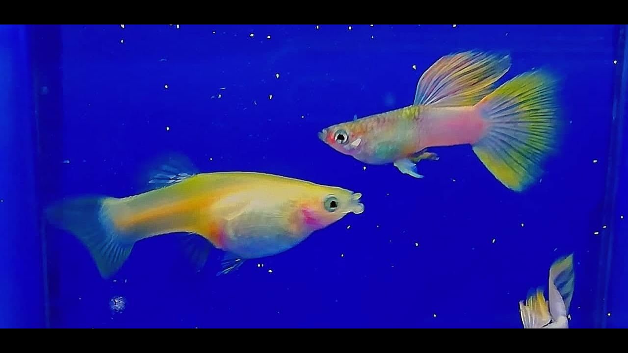 Pingu ( Lepistes - Guppy ) - YouTube