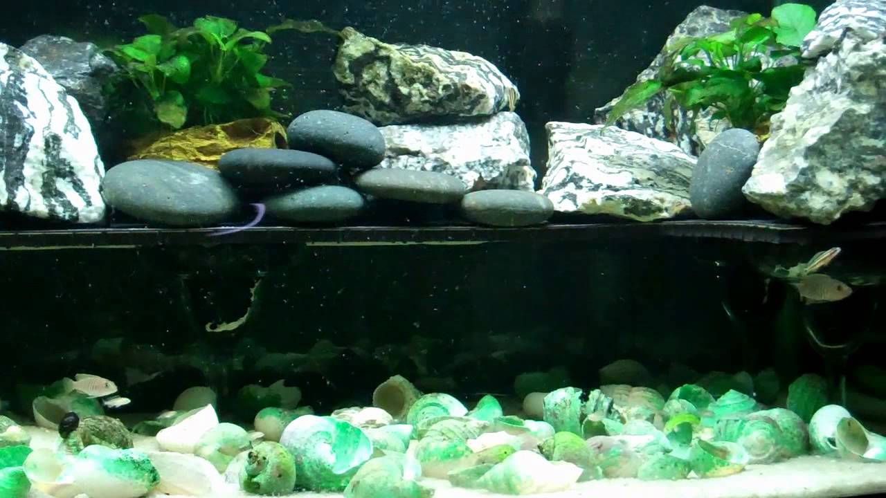 75 Gallon Shell and Rock Dweller Aquarium - HD - YouTube