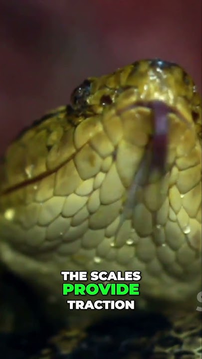 Snakes: Anatomy of Movement & Evolution - YouTube