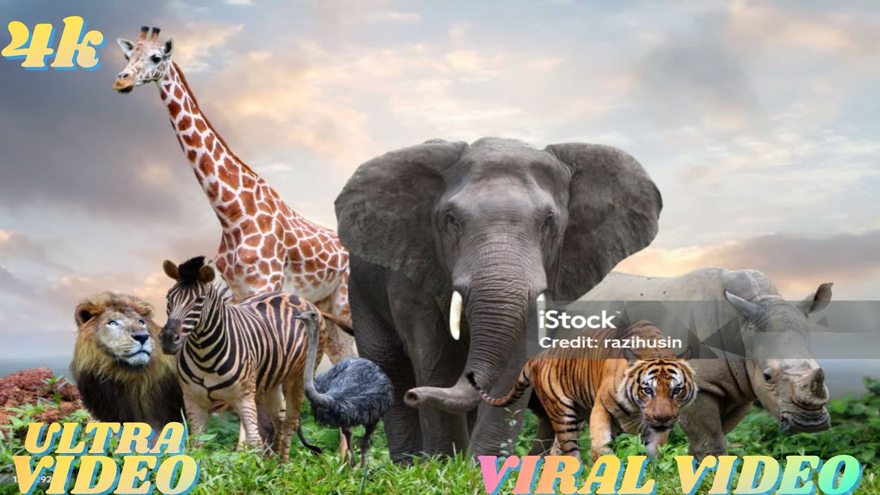 How to animals video l foryou amazon animals video l HD AMAZON 4K ...