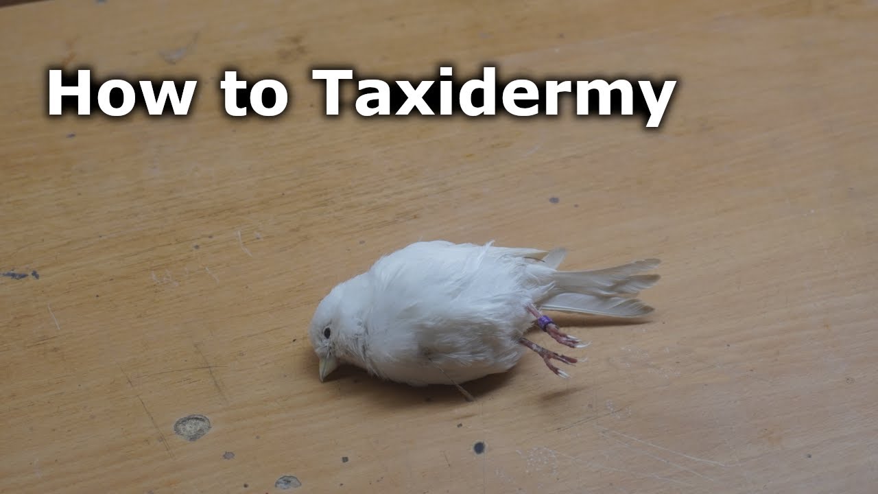 How to Taxidermy a Small Bird - YouTube