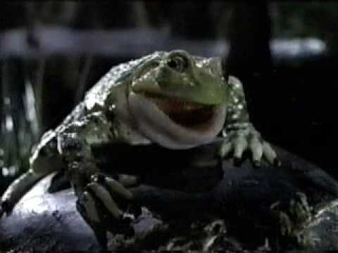 Funny Commercial~Budweiser: Frogs and Lizards Getting Canned - YouTube