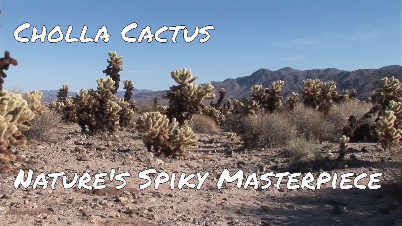 Cholla Cactus: Nature's Spiky Masterpiece Revealed - YouTube