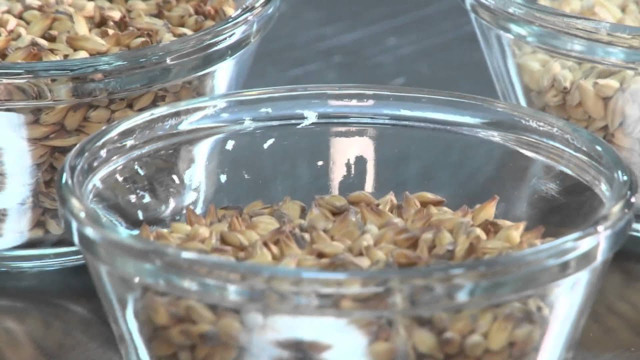 Homebrew School: Grains & Adjuncts - YouTube