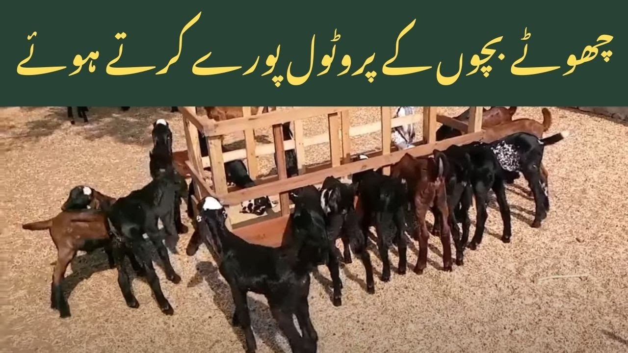 Goat Baby Protocol | Vehari Goat Farm - YouTube