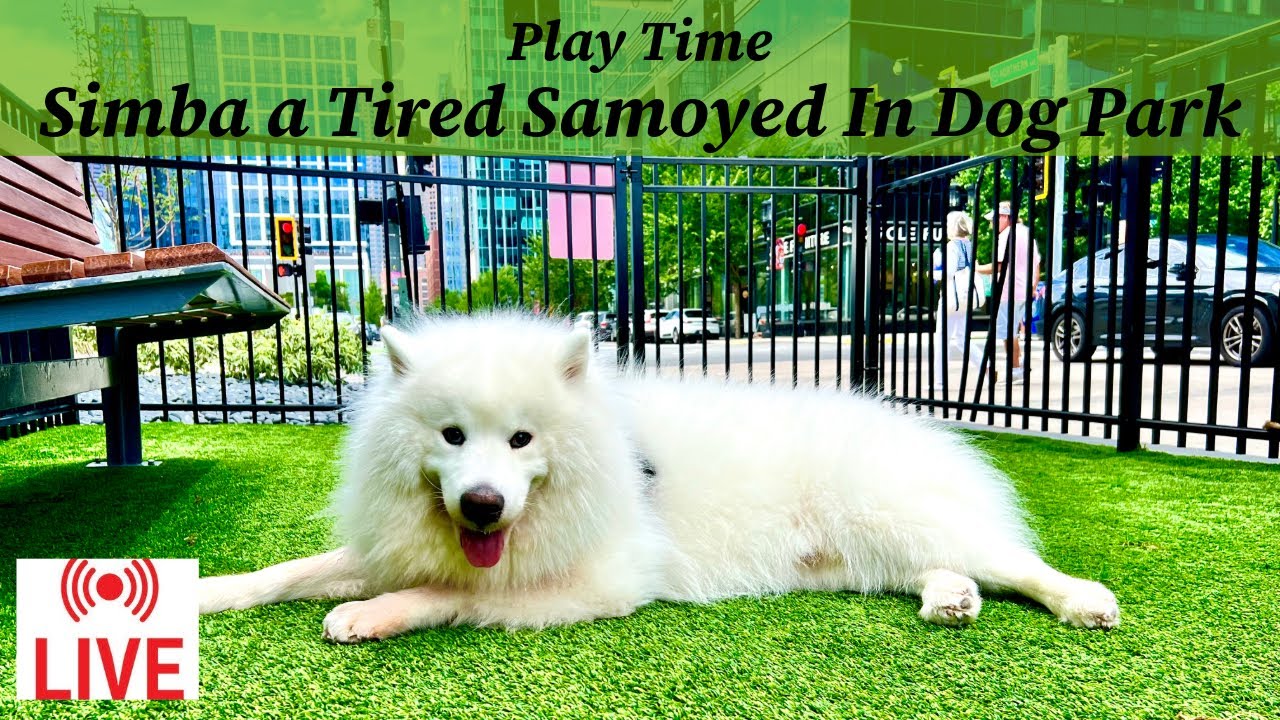 Simba the Samoyed enjoys his outdoor play. - YouTube