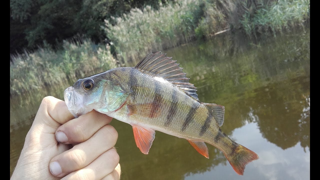 PESCA AL PESCE PERSICO PARTE 1 - REAL FISHING - YouTube