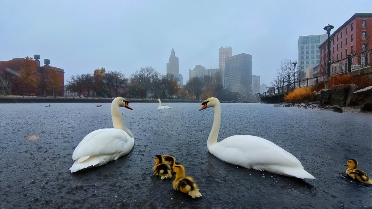 4K rain & river ambience with birds - relax - Providence, Rhode Island ...
