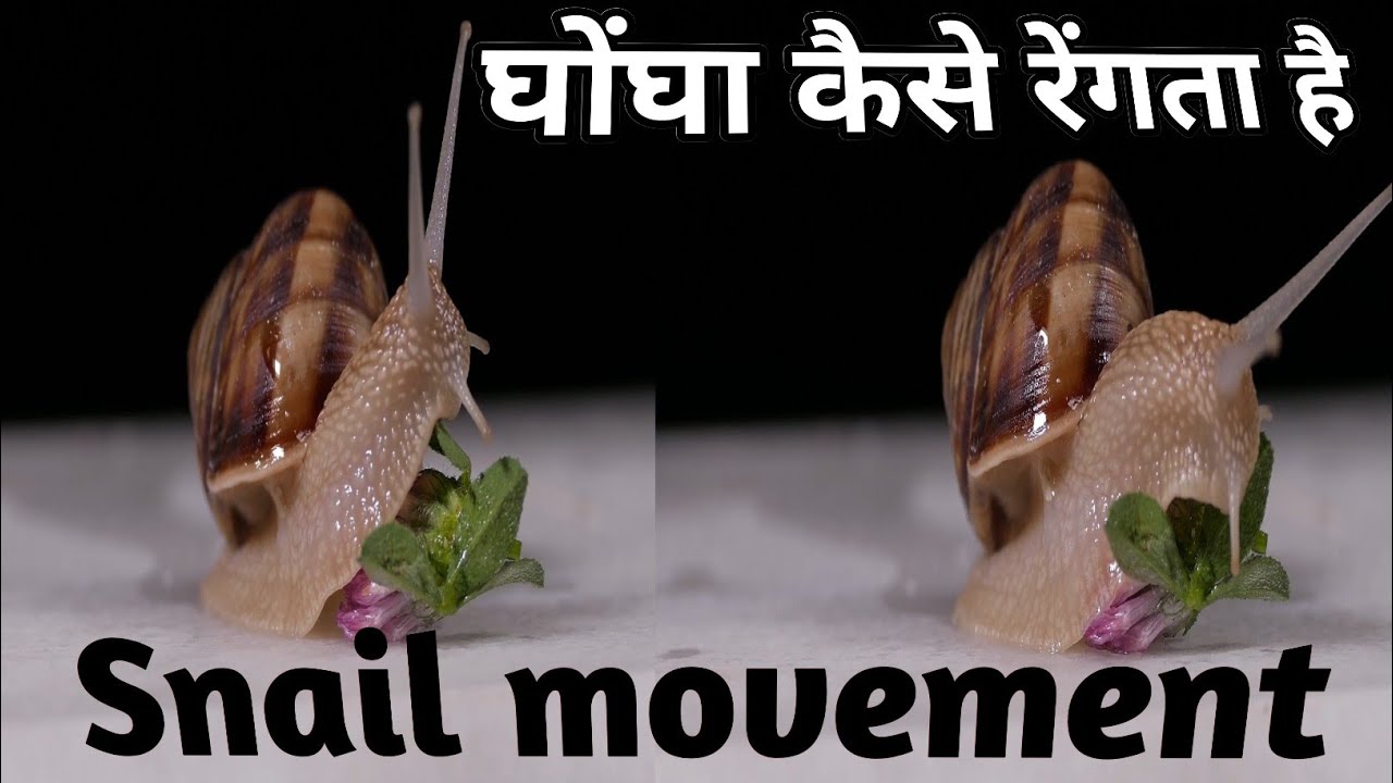 Do snails walk or crawl? - YouTube
