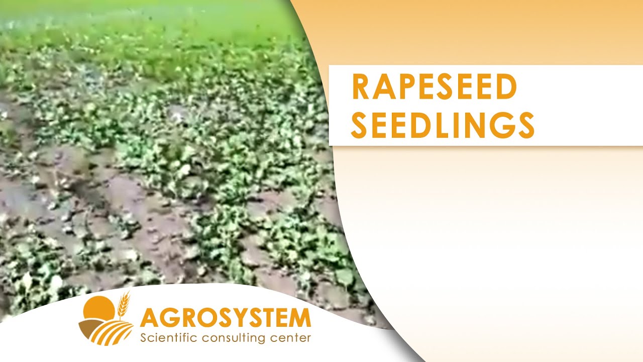 Rapeseed seedlings - YouTube
