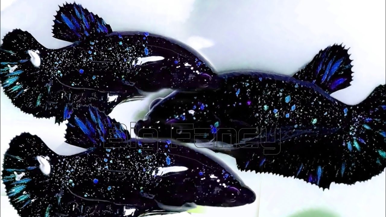 Step-by-Step Betta Fish Breeding Progress | Bubble Nests, Eggs & Baby Fry! - YouTube