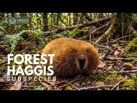 The Unseen Forest Subspecies of Wild Scottish Haggis Animals