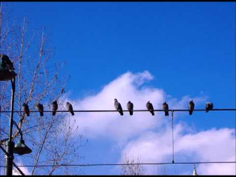 Telgrafın Tellerine - Ali İhsan Tepe - Şiir Tayfun Talip Oğlu