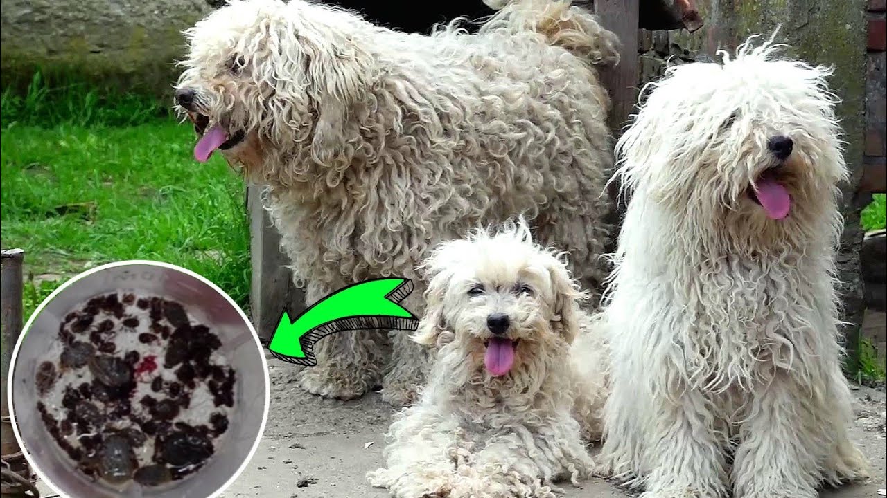 YOU WON'T BELIEVE how many TICKS we found on these DOGS! *we paid for ...