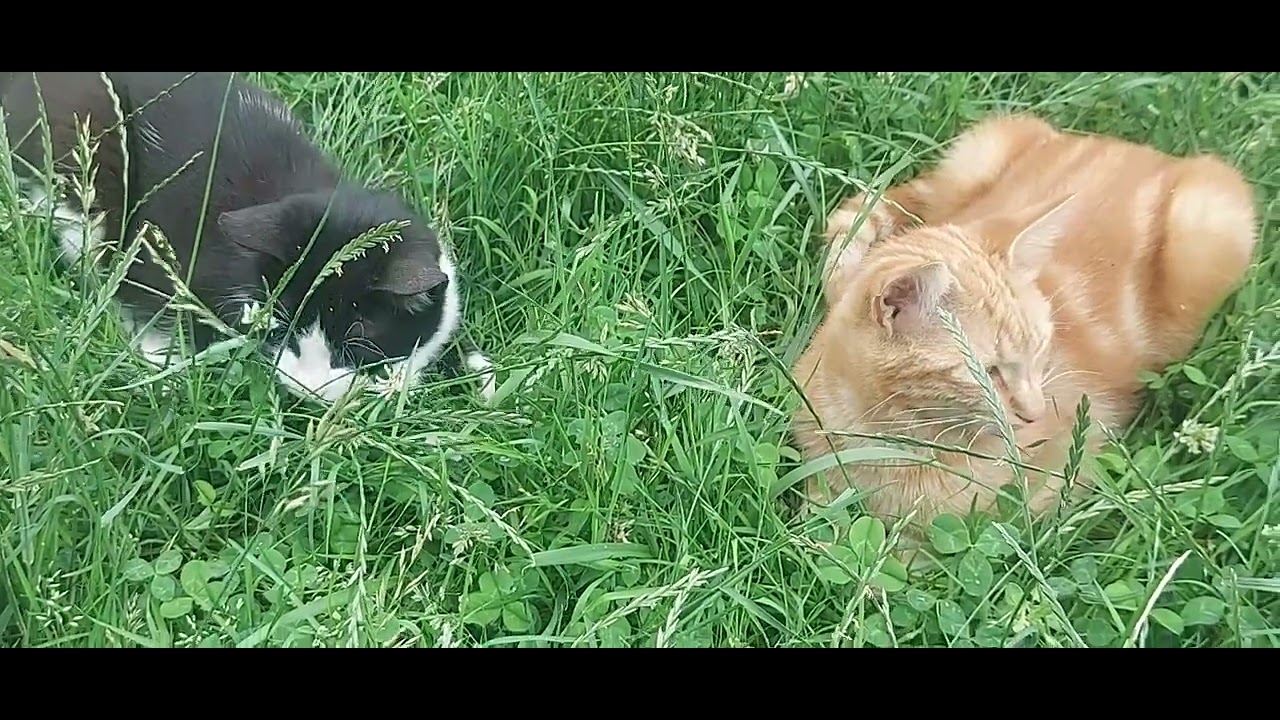 Calico cat wants play with cinnamon and Oreo cats, but they don't play ...