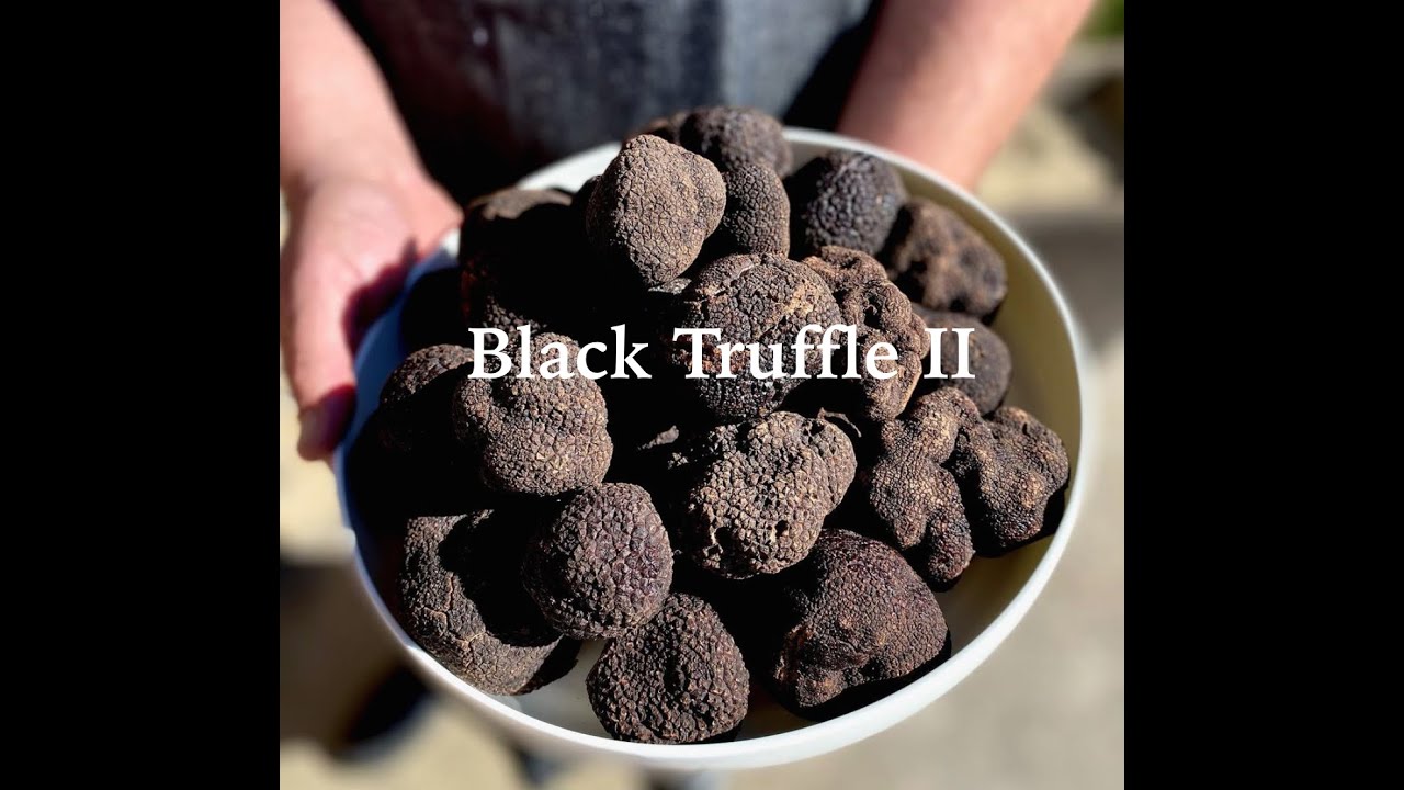 Black Truffle Menu II. - YouTube