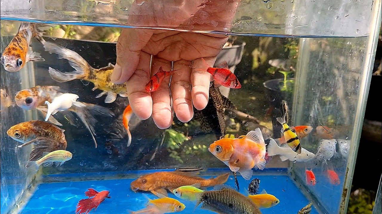 Fish catching videos!! bettafish,glofish,molly,sumatra fish,catfish ...