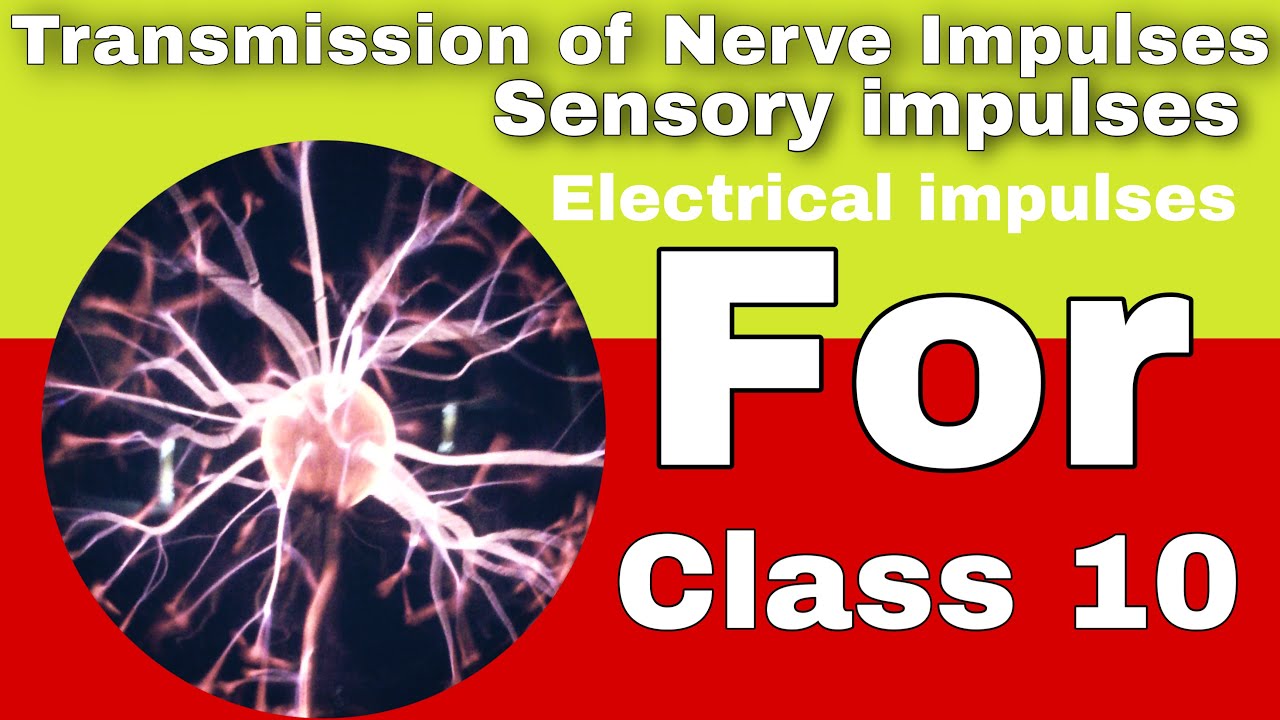 Transmission of electrical signals in Neurons ll Electrical Signals ll ...