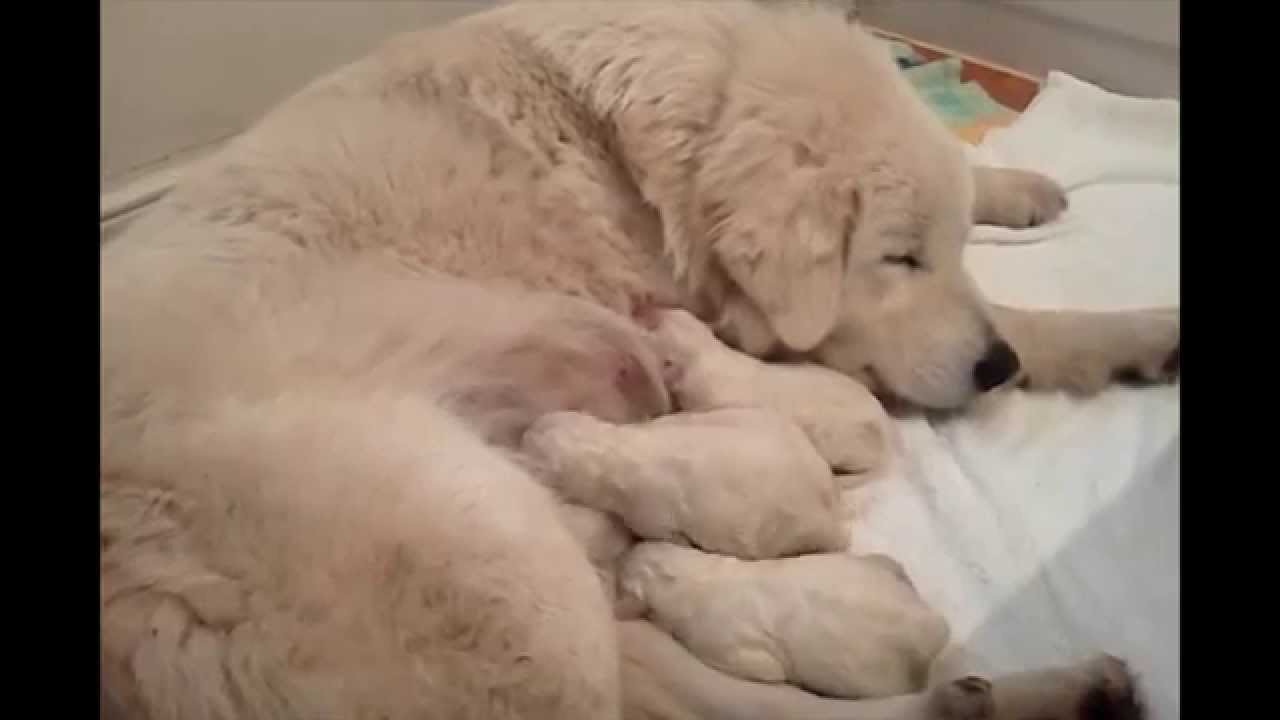 Spring Babies on the Farm - YouTube