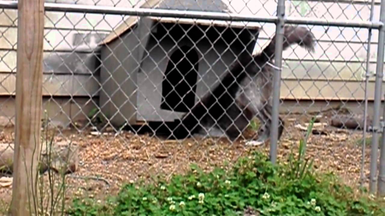 Wolf Digging - YouTube