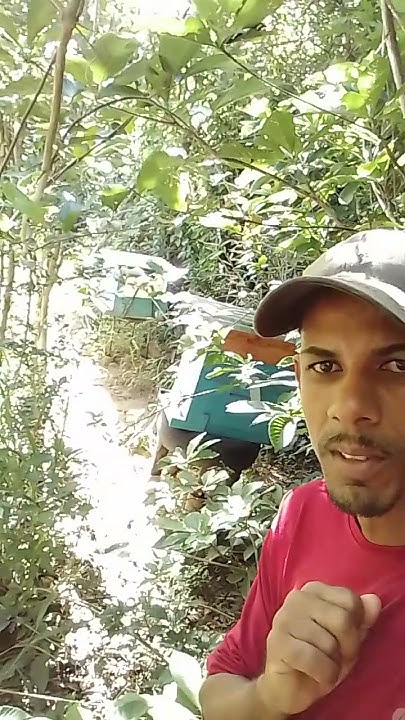 Abelhas apis trabalhando bem - YouTube