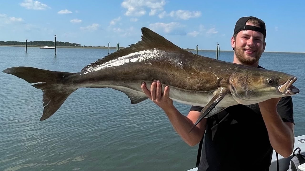 Catching the BIGGEST COBIA of my Life!! Chesapeake Bay Virginia - YouTube