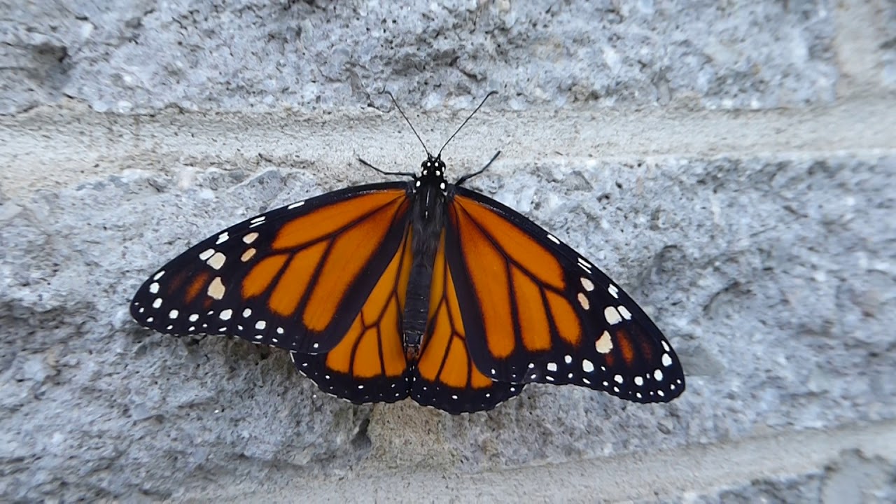 Deux monarques mâles Two male monarch emerged at my house - YouTube