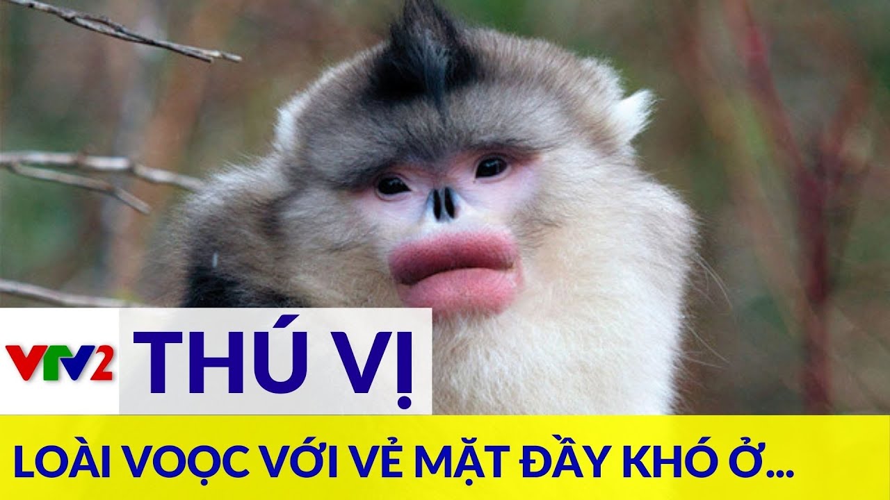 Voọc mũi hếch loài thú đặc hữu lớn nhất Việt Nam |Thế giới động vật ...