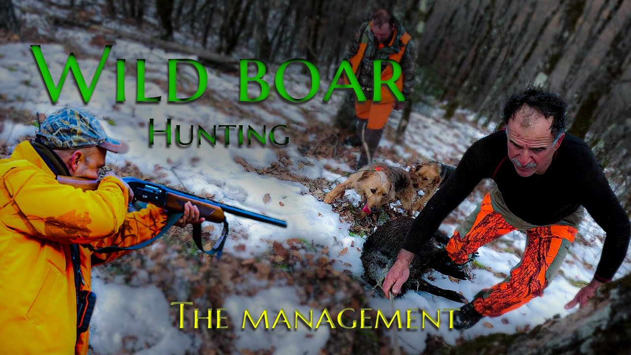Η Διαχείριση. Κυνήγι αγριόχοιρου / Hunting WILD BOAR - YouTube
