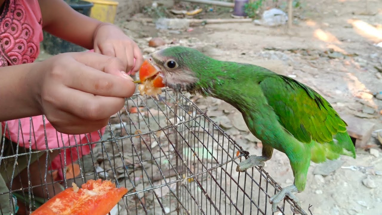 A smart talking parrot is eating apples. - YouTube