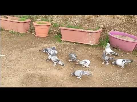 Mardin' in En Hızlı Kuşçusu Hacı Fadıl Amca
