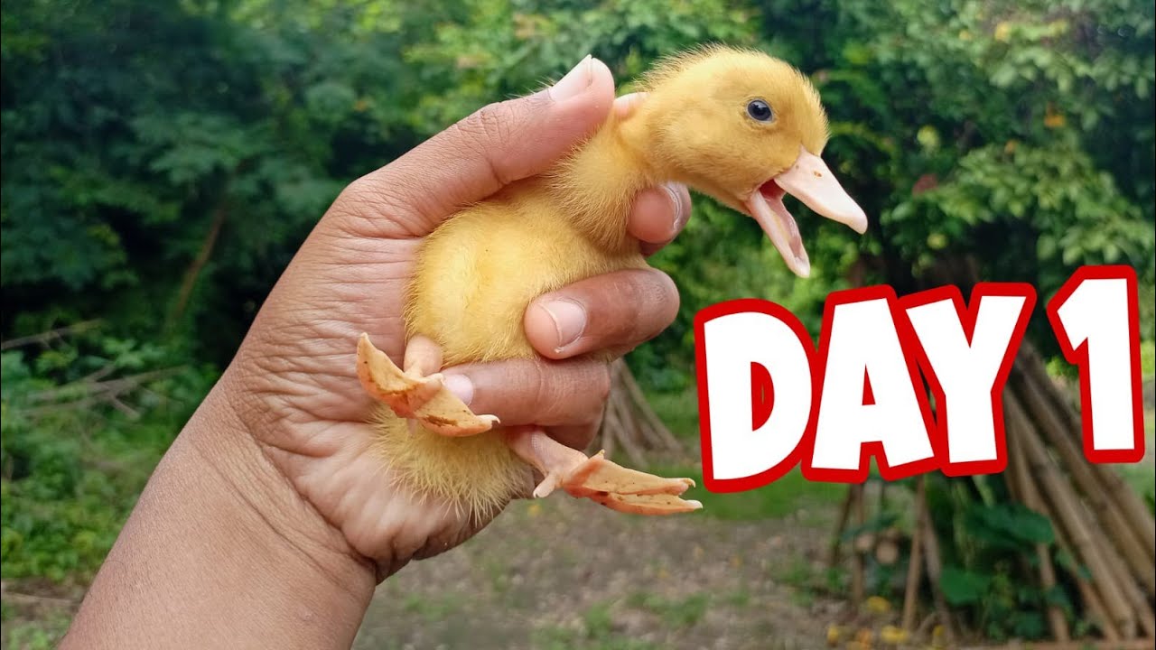 1 DAY OLD DUCK - YouTube