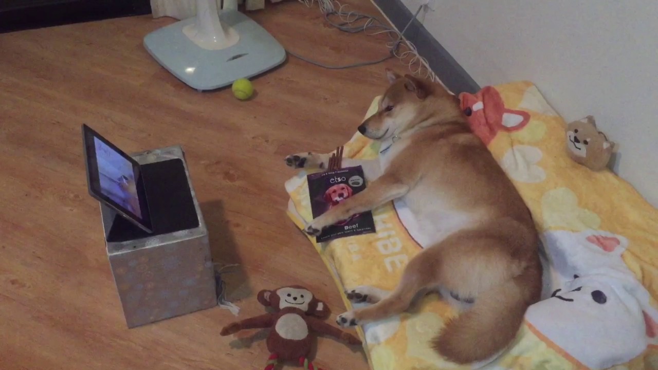 Spoiled shiba watching The secret life of pets - YouTube