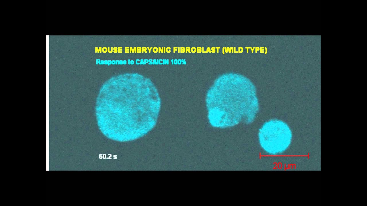 Mouse embryonic fibroblast - YouTube