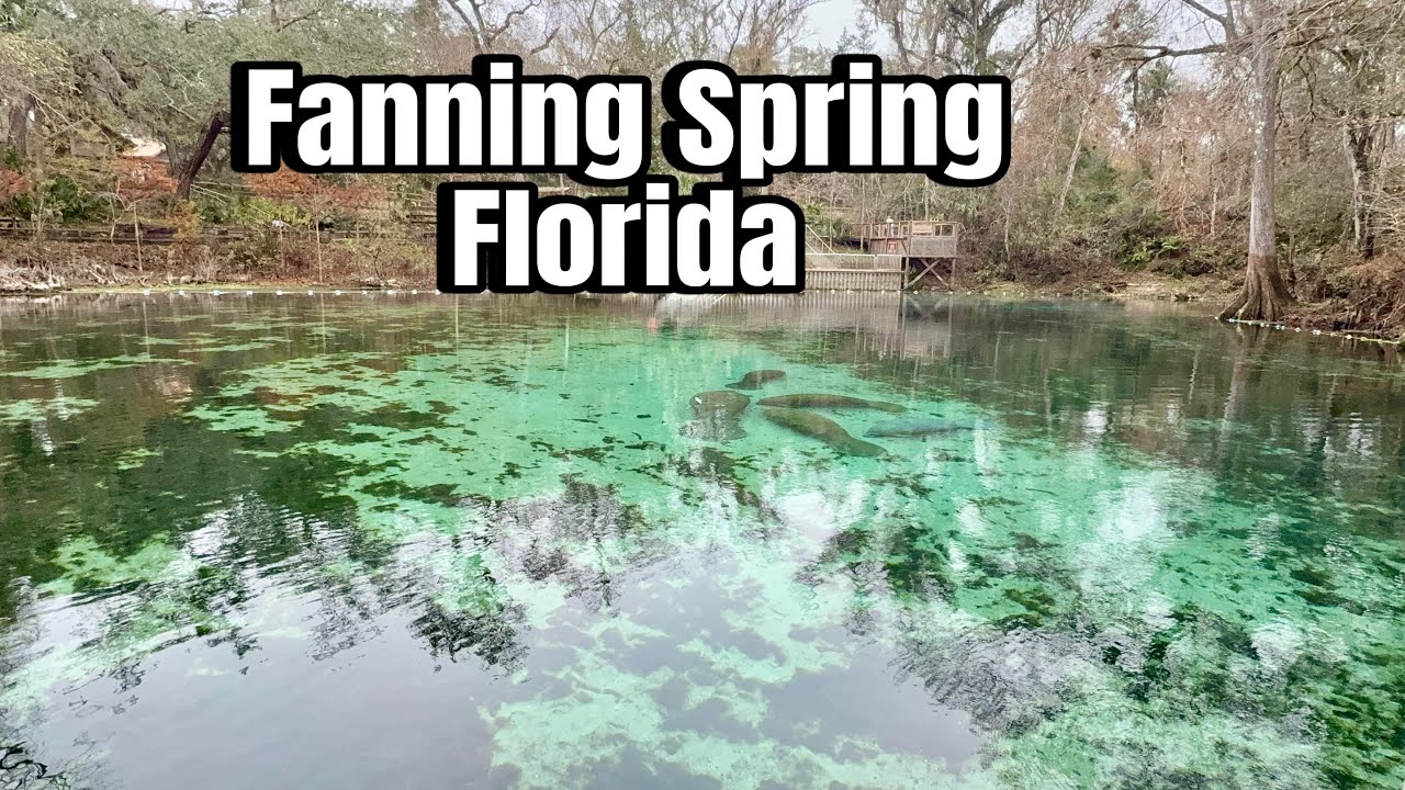 Swimming with Manatees at Fanning Spring | Florida State Park - YouTube