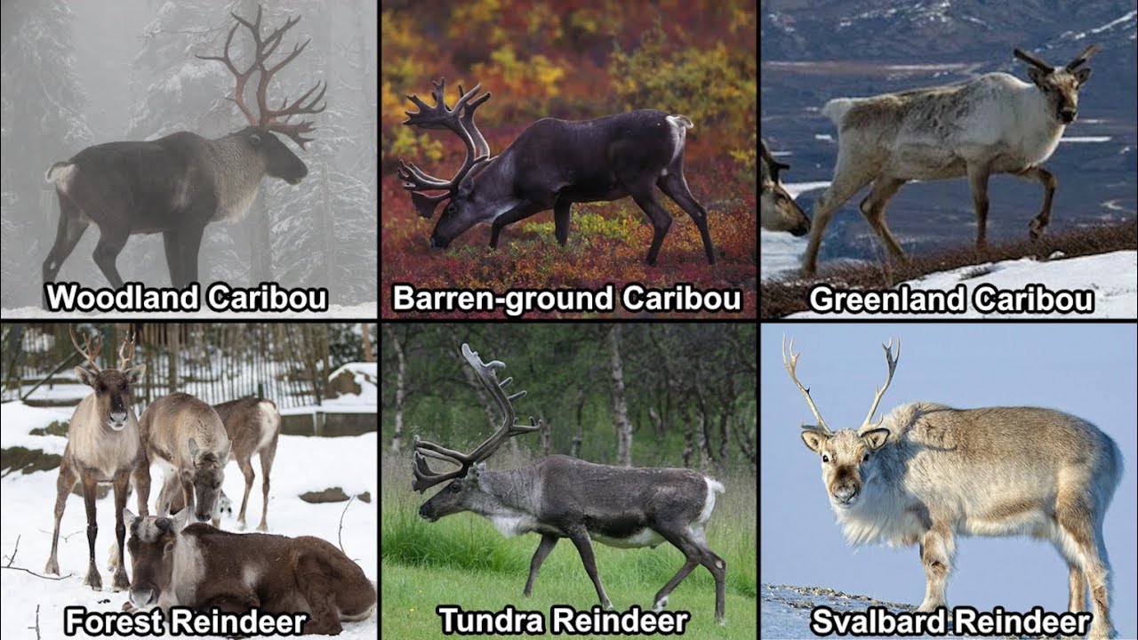 What Exactly is: Reindeer | 6 Different Species? - YouTube