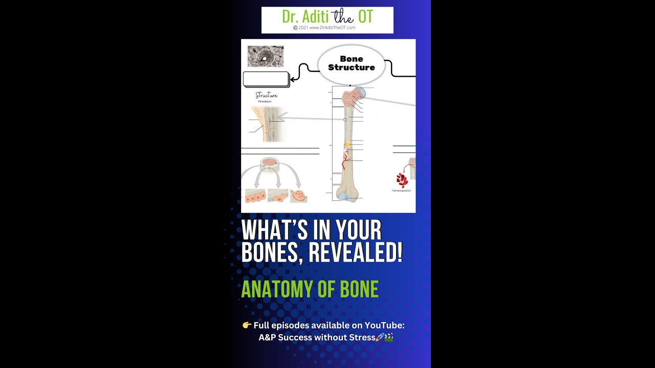 What's Inside Your BONES Revealed! - YouTube