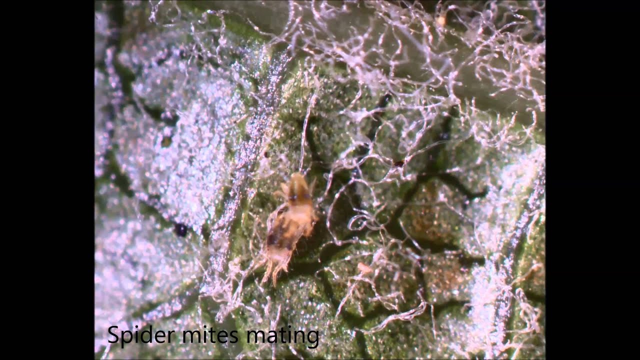 Apple Mites - YouTube
