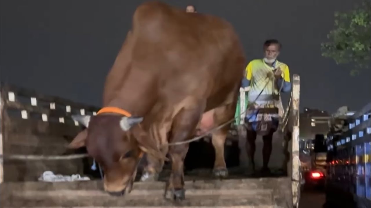 Giant 1.2 Ton Sahiwal Cross Cow Unloading from Truck 2024 | Biggest ...