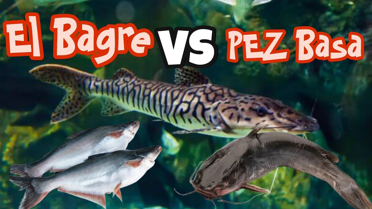 EL BAGRE 🆚 LA BASA - YouTube