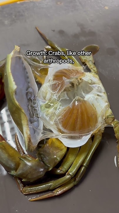 Successful Crab Molting 🦀 Aquaculture Molting Crabfarming Youtube