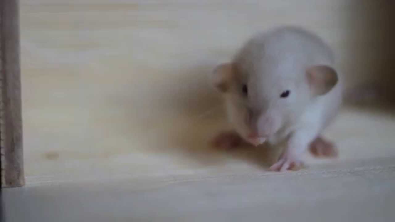Seal Point Siamese Rats