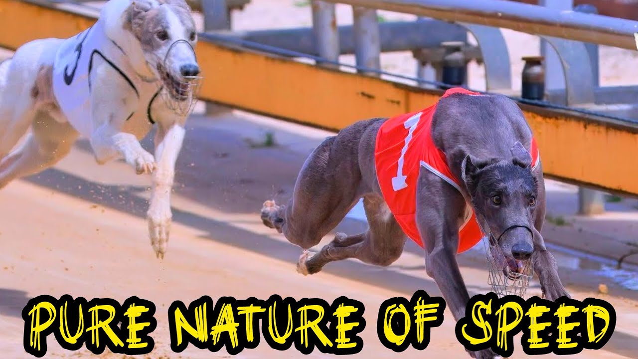 **"Exciting Saluki Racing: Speed and Bravery!"** - YouTube