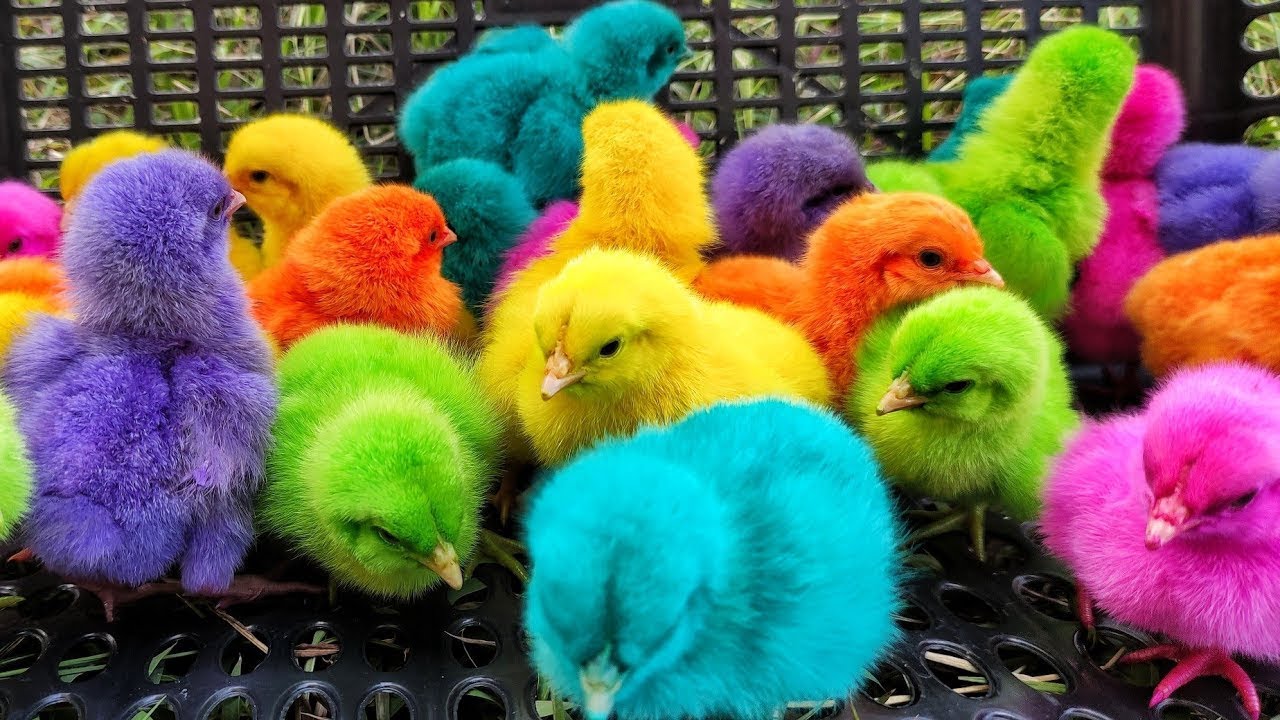 Catch Cute Chicken, Colored Chicken, Rainbow Chicken, Cute Chick, Duck ...