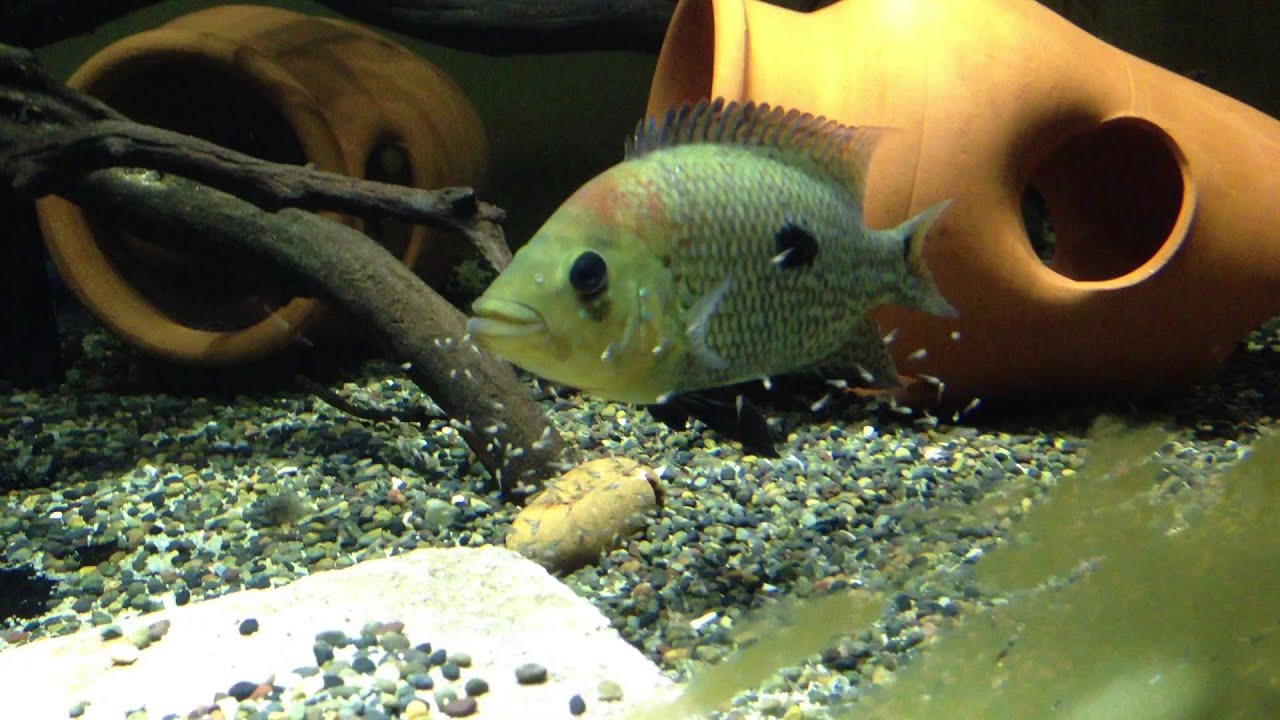 Location-Z Male / Rio Magdalena Female Umbriferum (Umbee) with Fry ...