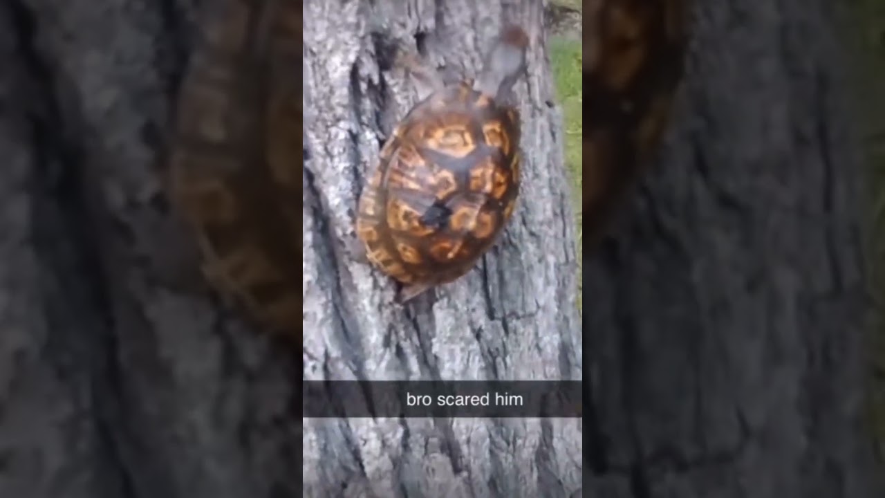 Man fr found a teenage mutant ninja turtle irl - YouTube
